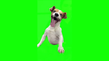 Dog Laughing Sounds and Sound Effects - Voicy