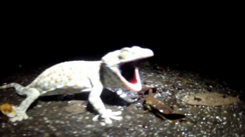 Tokay Gecko Scream Meme Sound Effect - Voicy