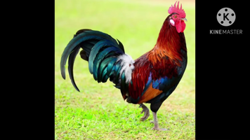 Cockerel Meme Sound Effect - Voicy