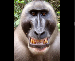 hog rida Sound Clip - Voicy