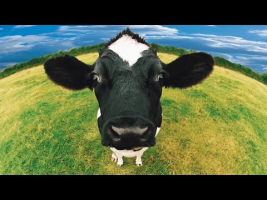 Cow Hamba! Meme Sound Effect - Voicy