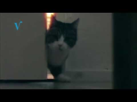 meow meooowwww Meme Sound Effect - Voicy