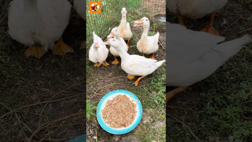 Duck Sound 3 Meme Sound Effect - Voicy