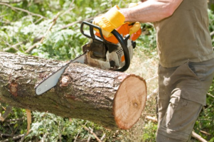 Chainsaw Cut Tree Meme Sound Effect - Voicy