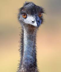 Female Emu Sound Meme Sound Effect - Voicy