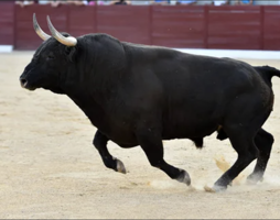 Official Bull Sounds Soundboard - Voicy