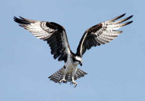 Official Wings Sound Effects Soundboard - Voicy