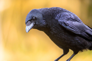 Official Crow Sound Effects Soundboard - Voicy