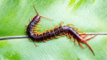 Centipede Sounds and Sound Effects - Voicy