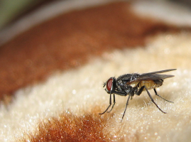 Bug Sounds and Sound Effects - Voicy