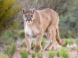 Puma Sounds and Sound Effects - Voicy