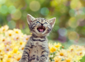 Aww Sounds and Sound Effects - Voicy