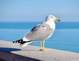 Official Seagull Sound Effects Soundboard - Voicy