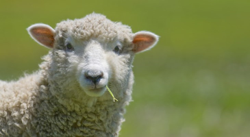 Official Sheep Sound Effects Soundboard - Voicy