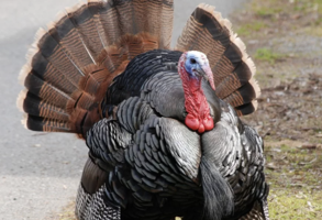 Turkey Sounds and Sound Effects - Voicy